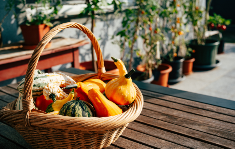 Thanksgiving Garden-to-Table: Fresh Veggies & Herbs for Your Feast ...