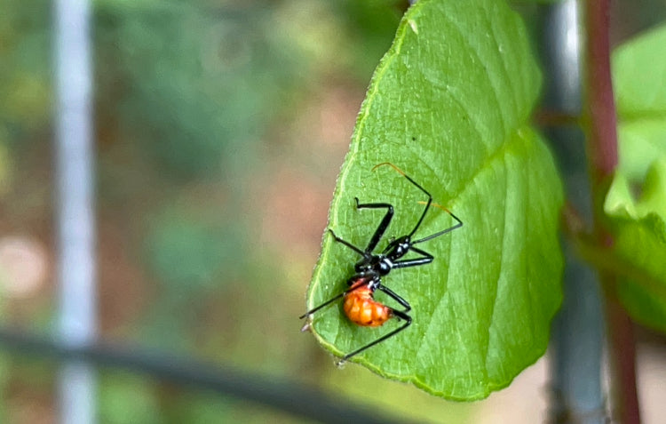 Cultivating a No-Spray Garden – Hoselink USA